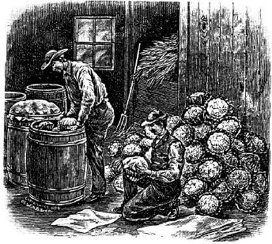 Heirloom Cabbage Varieties and Other Members of the Brassica Family ...